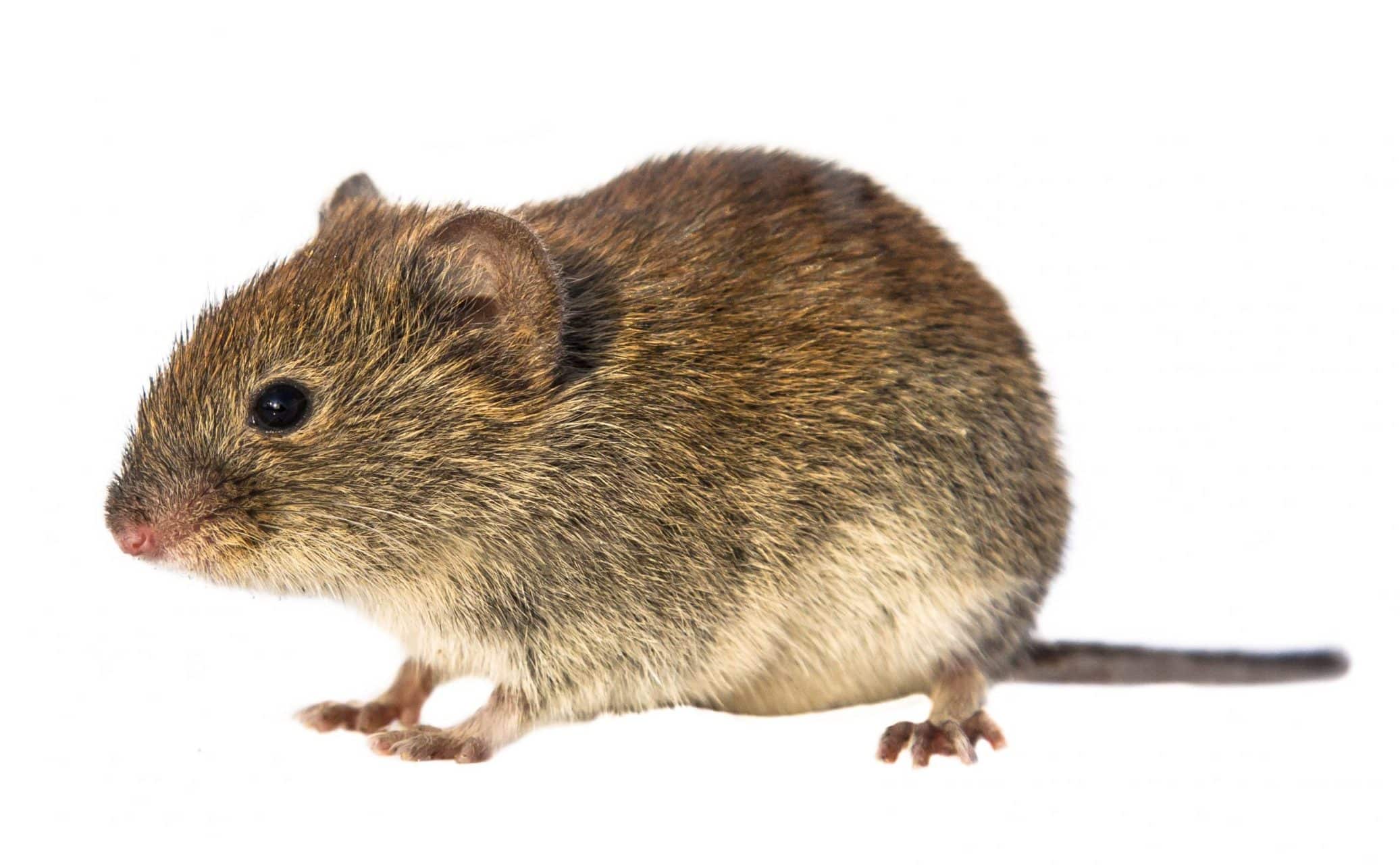 Affordable Rodent Control in Utah | Eliminate Mice and Rats Fast